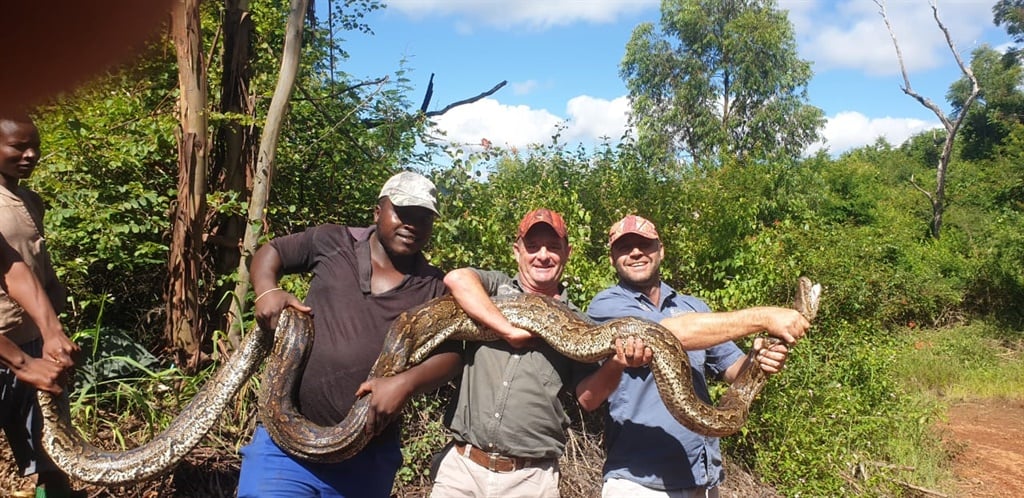 Yslike luislang betrap Tzaneen-mans onkant | Netwerk24