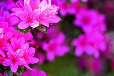 Dís die blomme, kruie en groente om in die winter te plant | Netwerk24