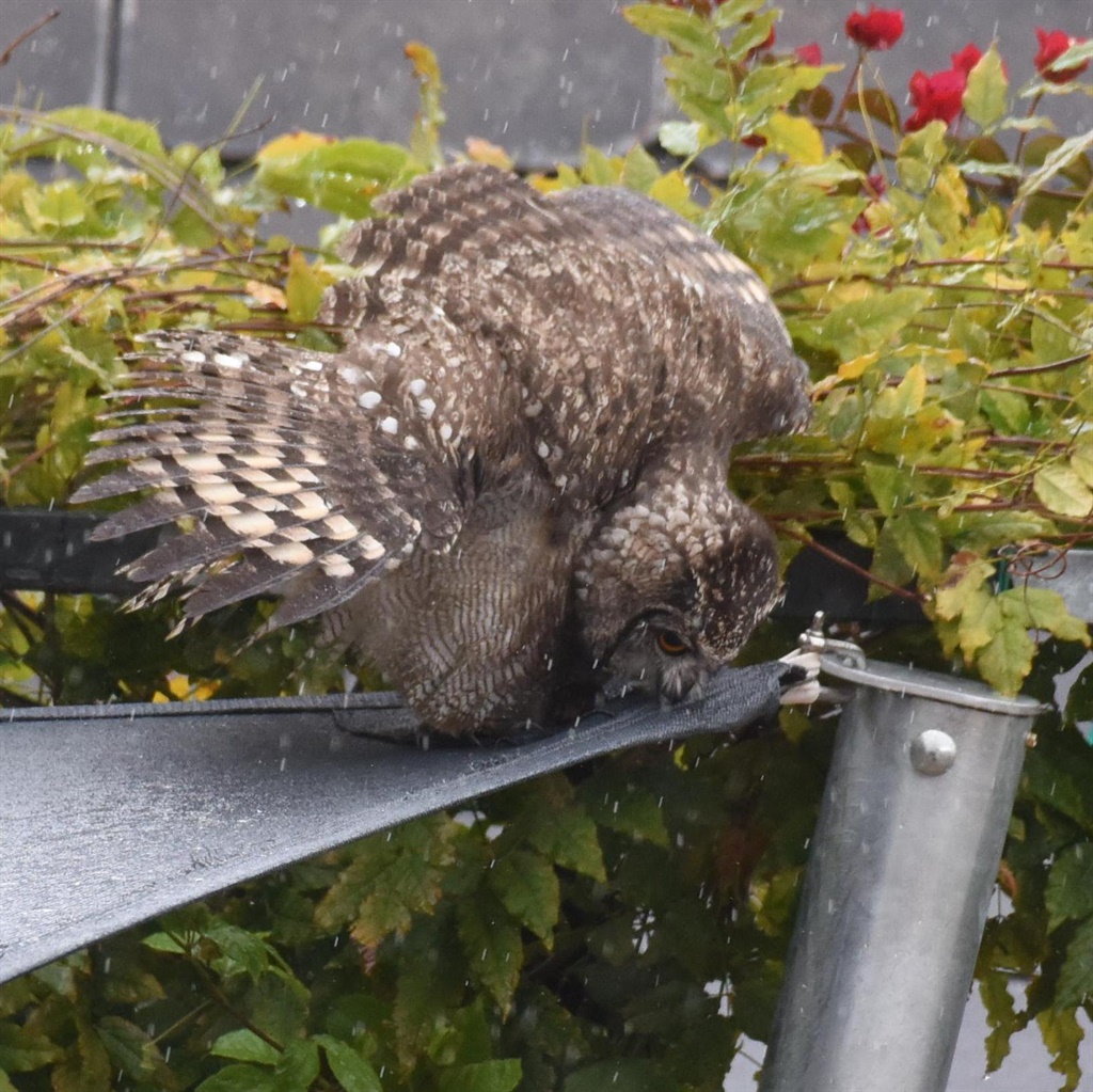 FOTO’S: ’n Gevlekte ooruil se reëndans! | Netwerk24