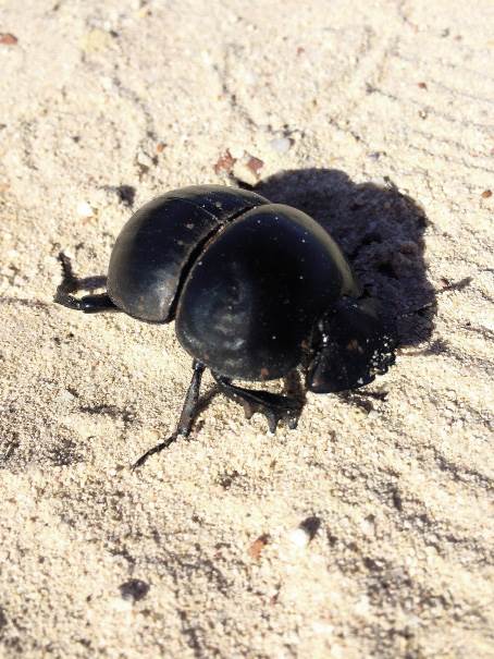 Miskruiers kry swaar weens doseermiddels | Landbou