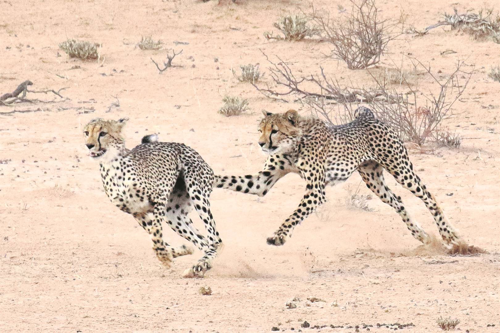 PRAGFOTO'S: Kgalagadi is ’n paradys | Netwerk24