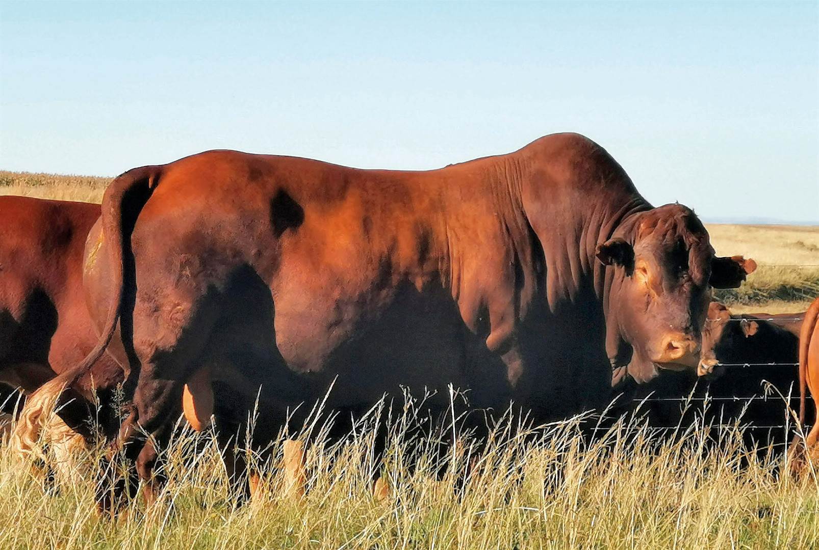 Besnoei stoetery se uitgawes streng vir beste wins | Landbou