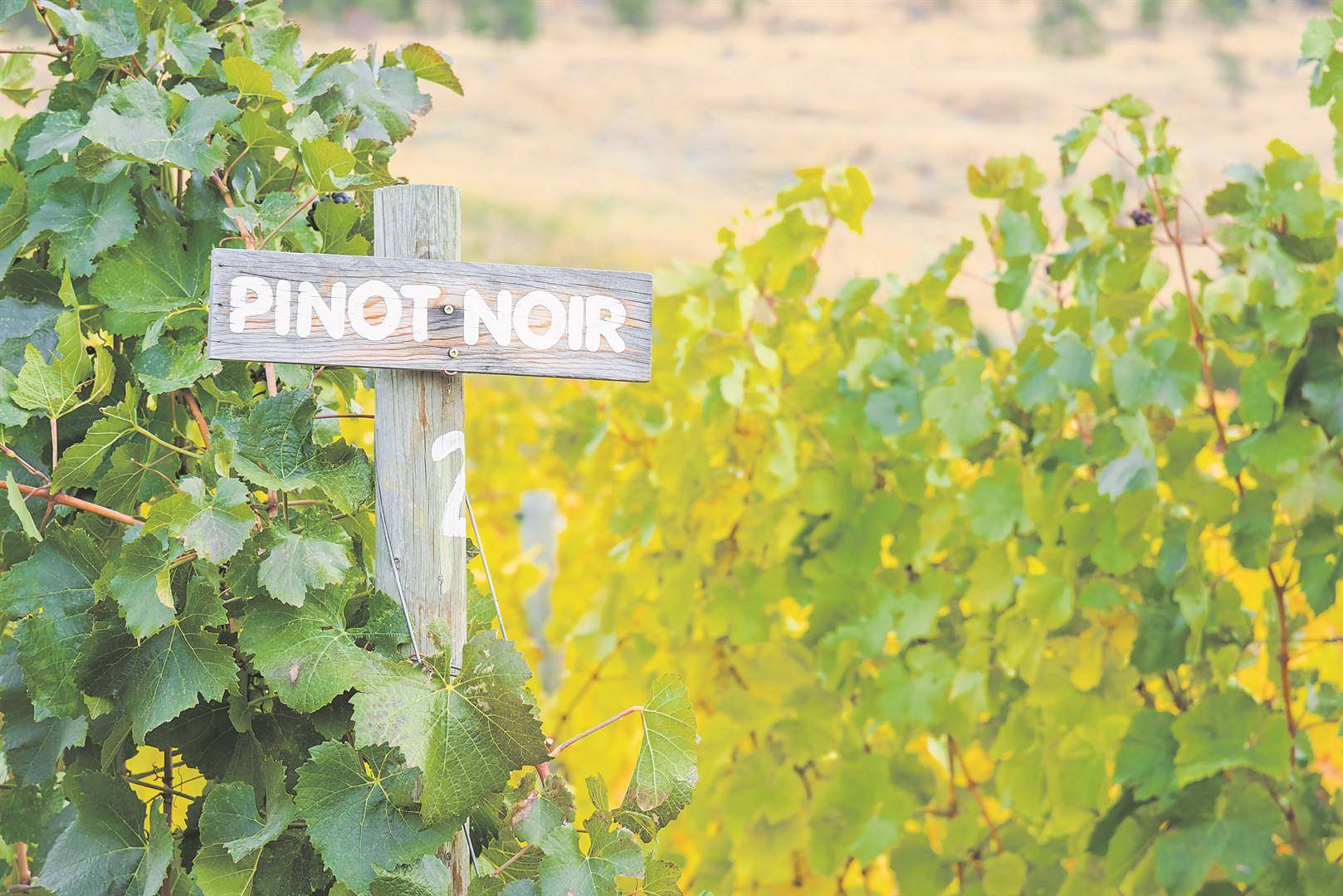 Tjorts: Wyne vir grootheid bestem | Netwerk24