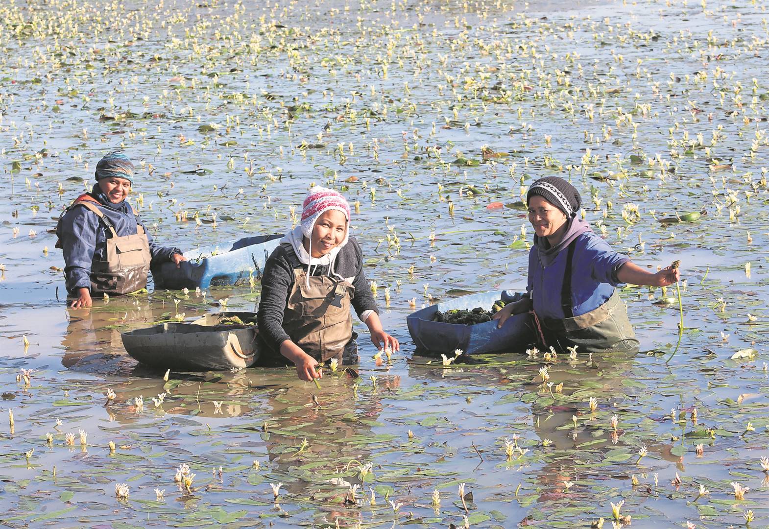 Waterblommetjies in die Boland . . . | Netwerk24