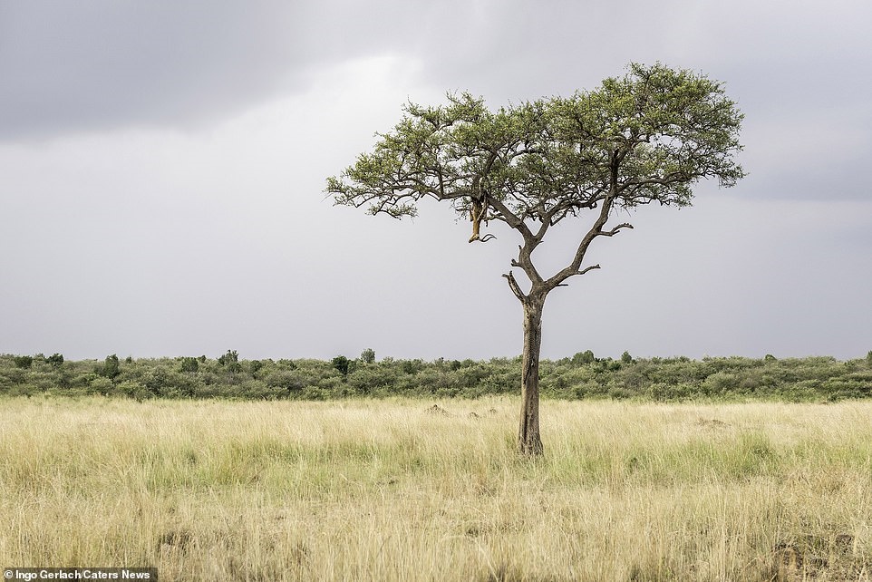 Kyk mooi of jy die luiperd in dié foto deur die Duitse natuurfotograaf ...