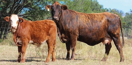 Herefords se eienskappe steel sy hart | Landbou