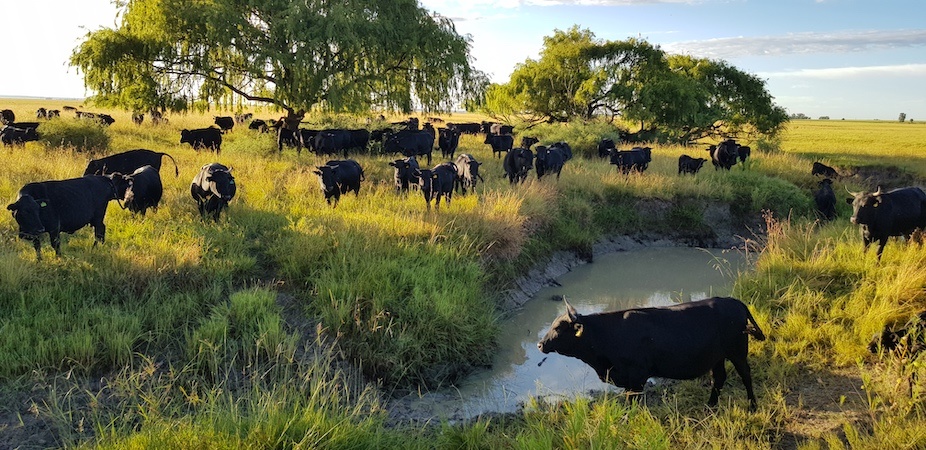 Drakensberger die ideale veldbeesvennoot | Landbou