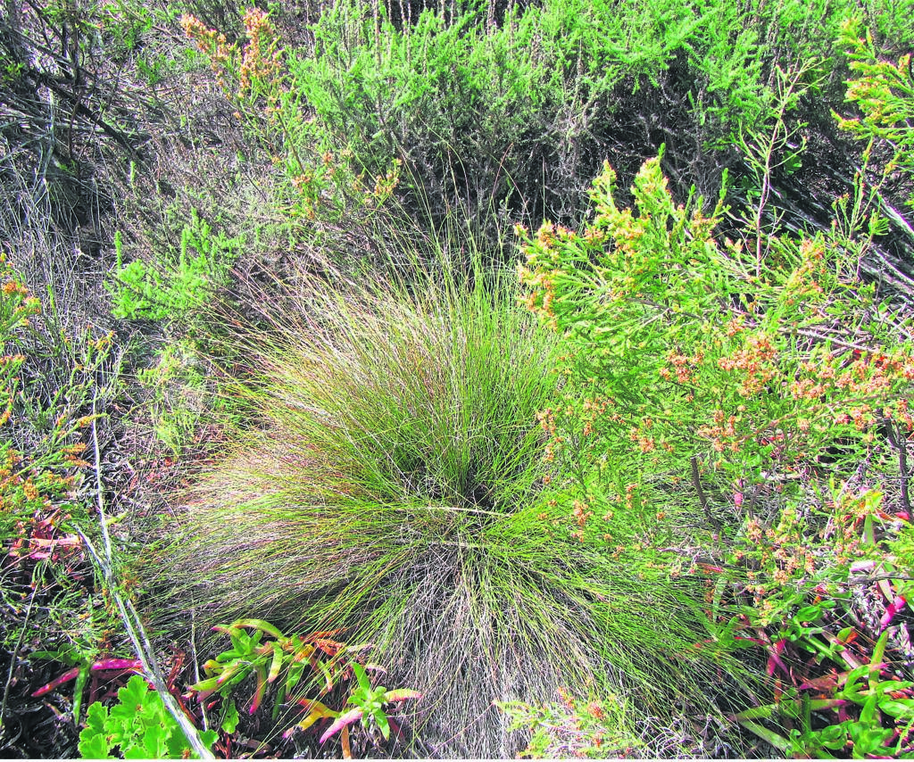 ‘Hidden’ plant species found | News24