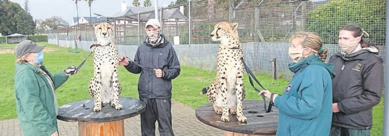 Cheetah Outreach in SW reopens | Netwerk24