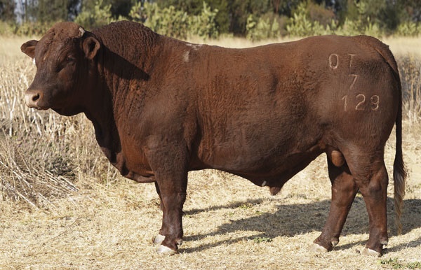 Westminster / Beefmaster / R88 000 | Landbou