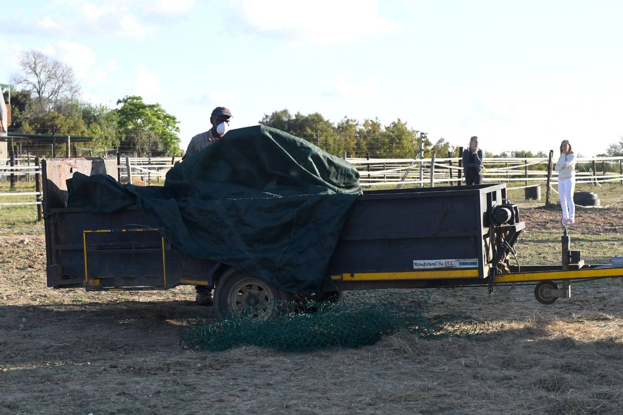 FOTO'S: Perde by Centurion vrek nadat bye hulle steek | Netwerk24