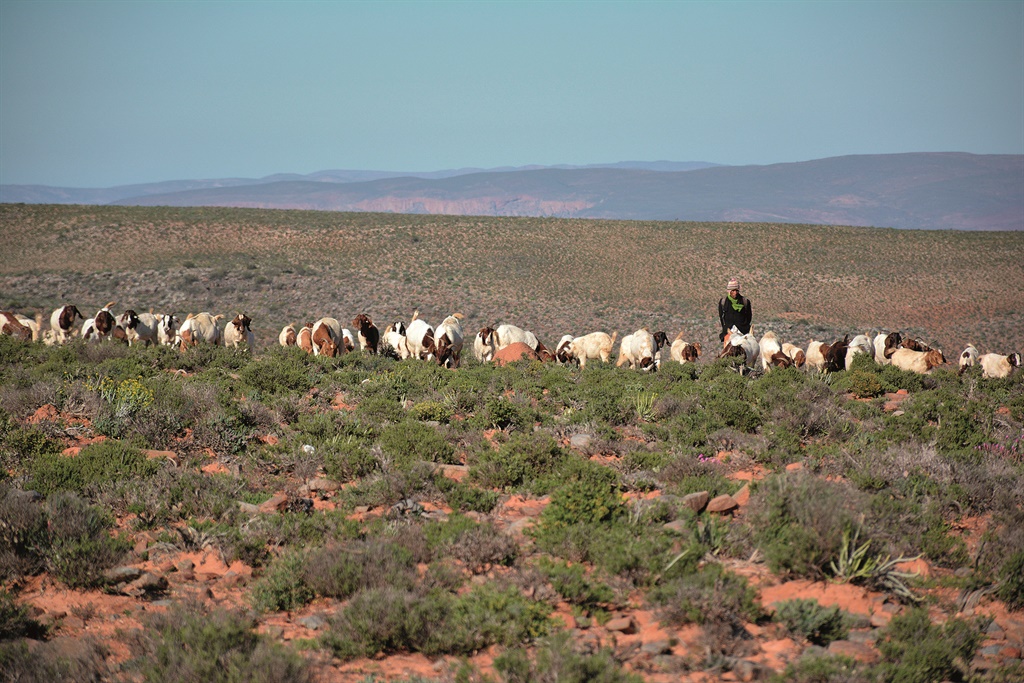 Beter veebestuur kan veldbewaring steun | Landbou