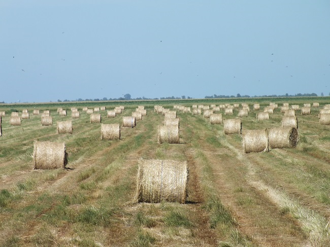 Wisselvallige reën lei tot voerkommer | Landbou
