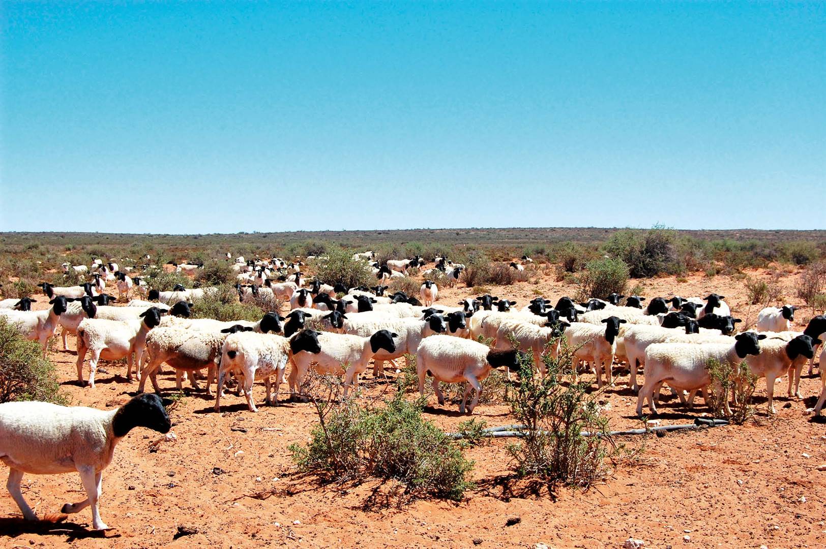 Raad met Karooskape op die Hoëveld | Landbou