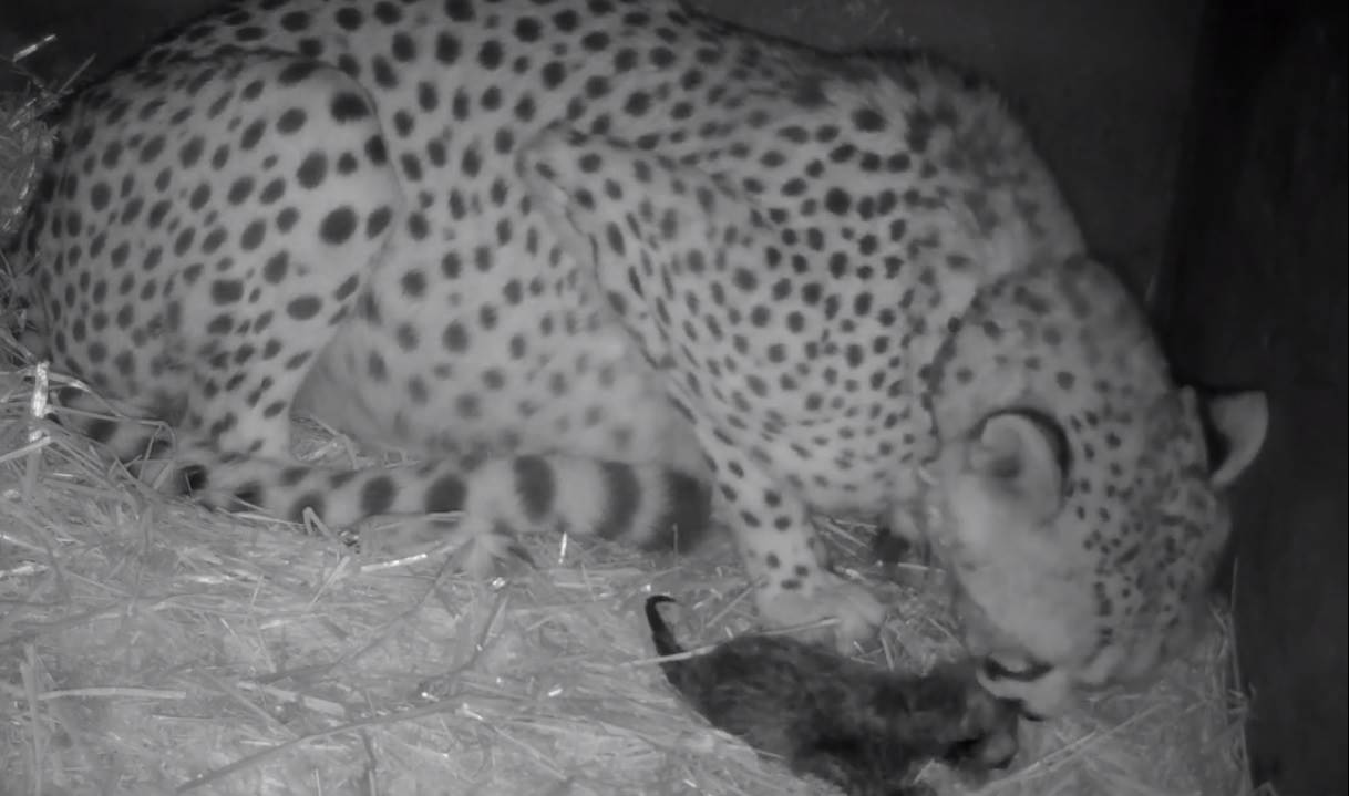 Jagluiperds se geboorte met video aan wêreld gewys | Netwerk24
