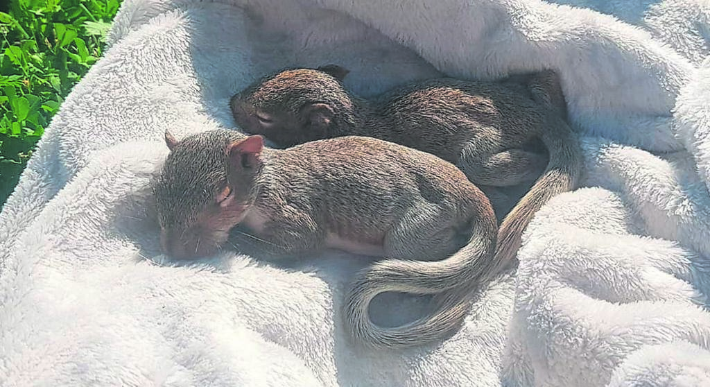 Squirrel rescue a hard nut to crack | News24