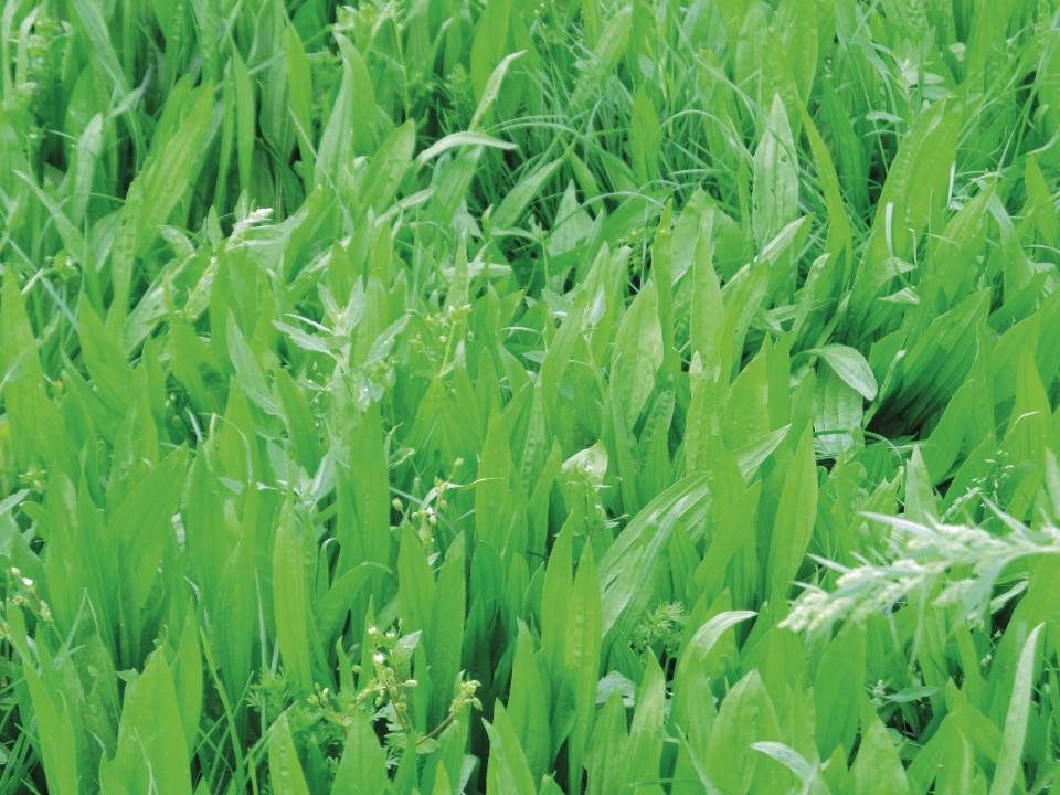 Weiding: Alternatiewe gewasse kan melkery produktief hou | Landbou