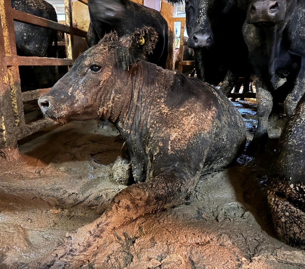 NSPCA says horrors on stinking Al Kuwait ship are a reminder of why ...