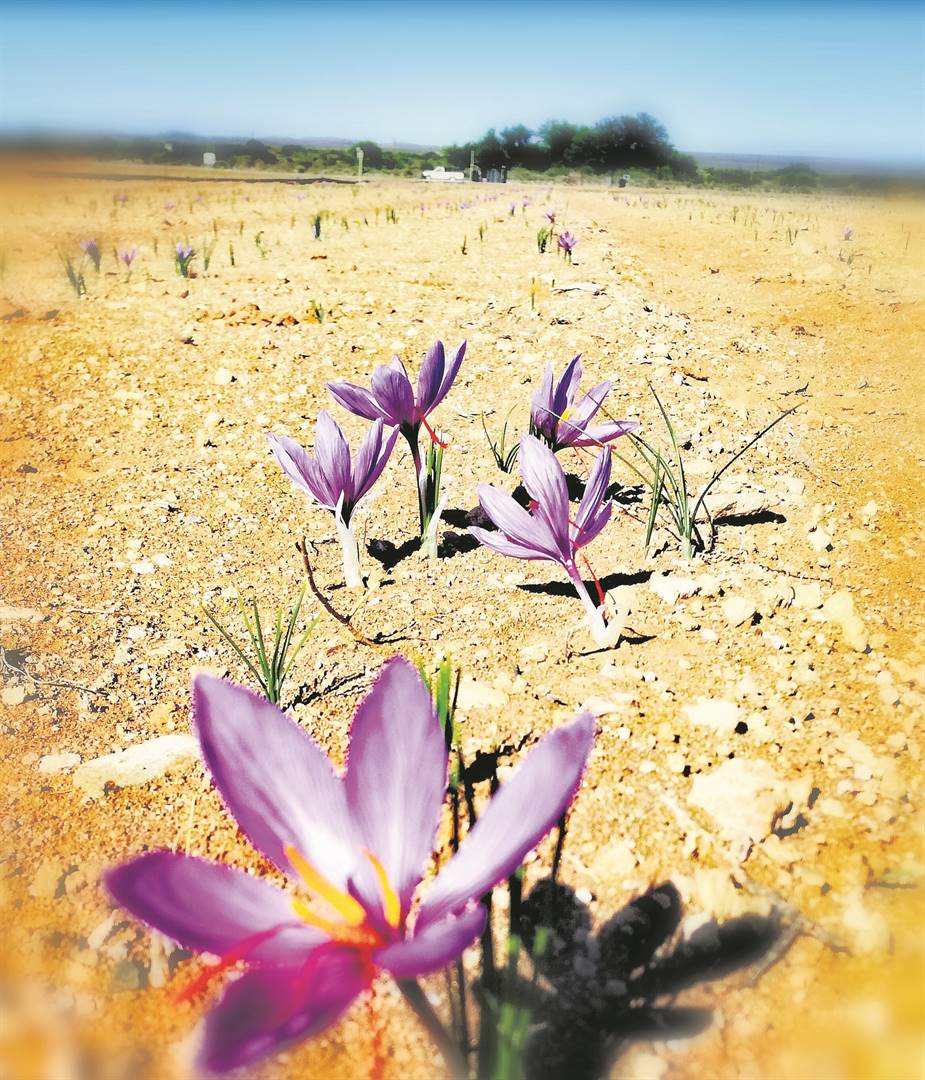 SA delf nou vir ‘rooi goud’ | Netwerk24