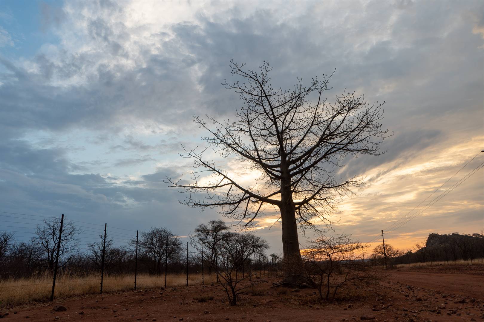 Beeld sê: Limpopo-bome deel van SA se kosbare erfenis | Netwerk24