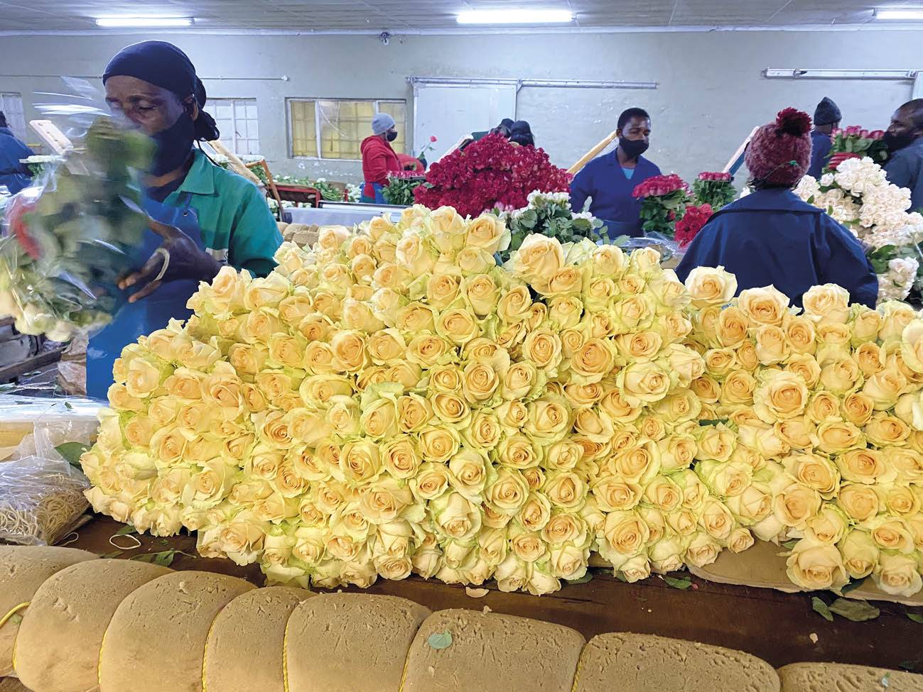 Blombedryf: Lief en leed dra kwekers deur moeilike tyd | Landbou