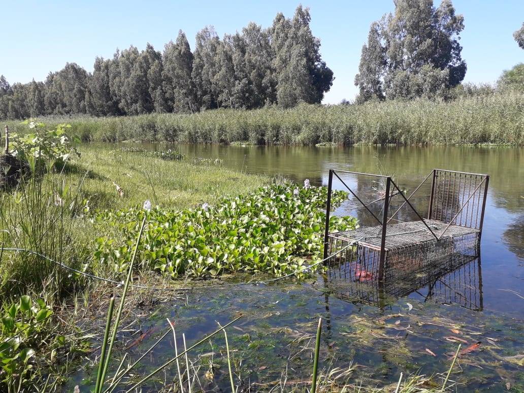 74 krokodille nou al in Breërivier gevang | Netwerk24