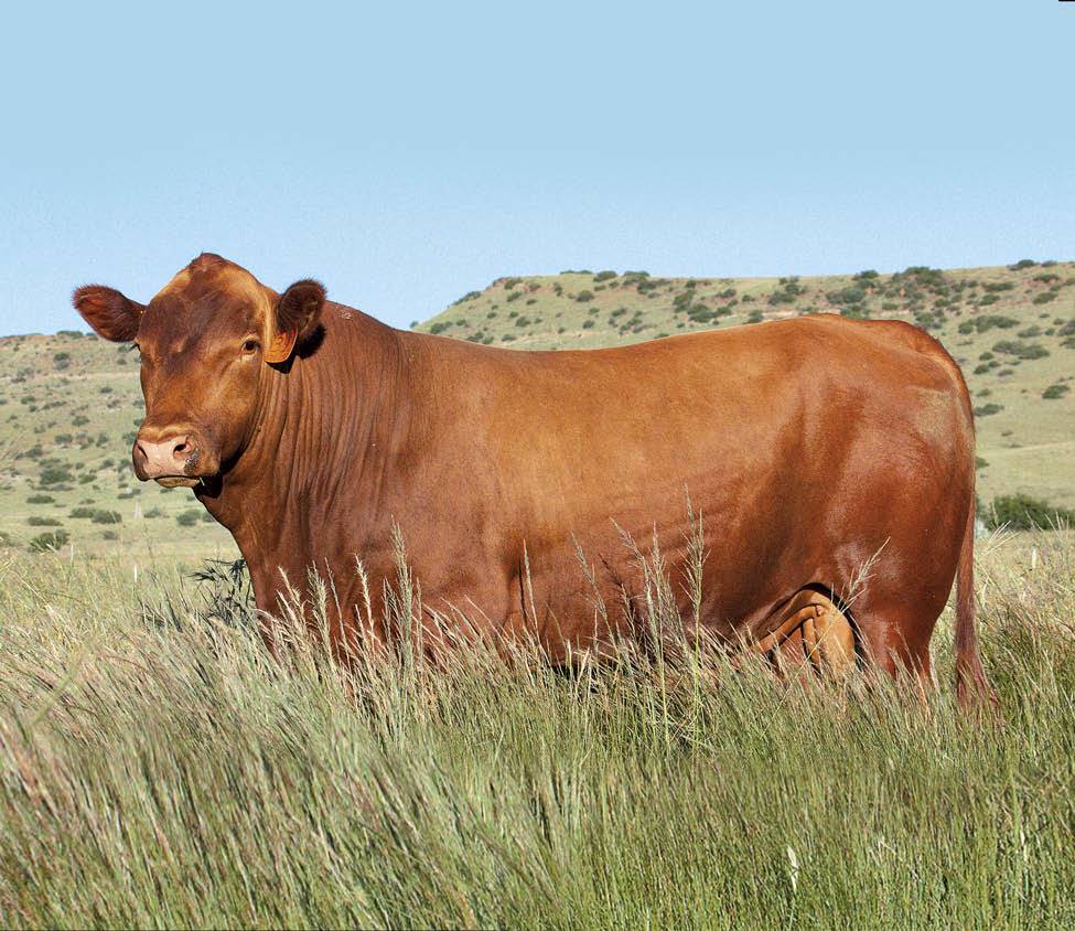 Elitebulle: Hier is 2021 se topbulle | Landbou