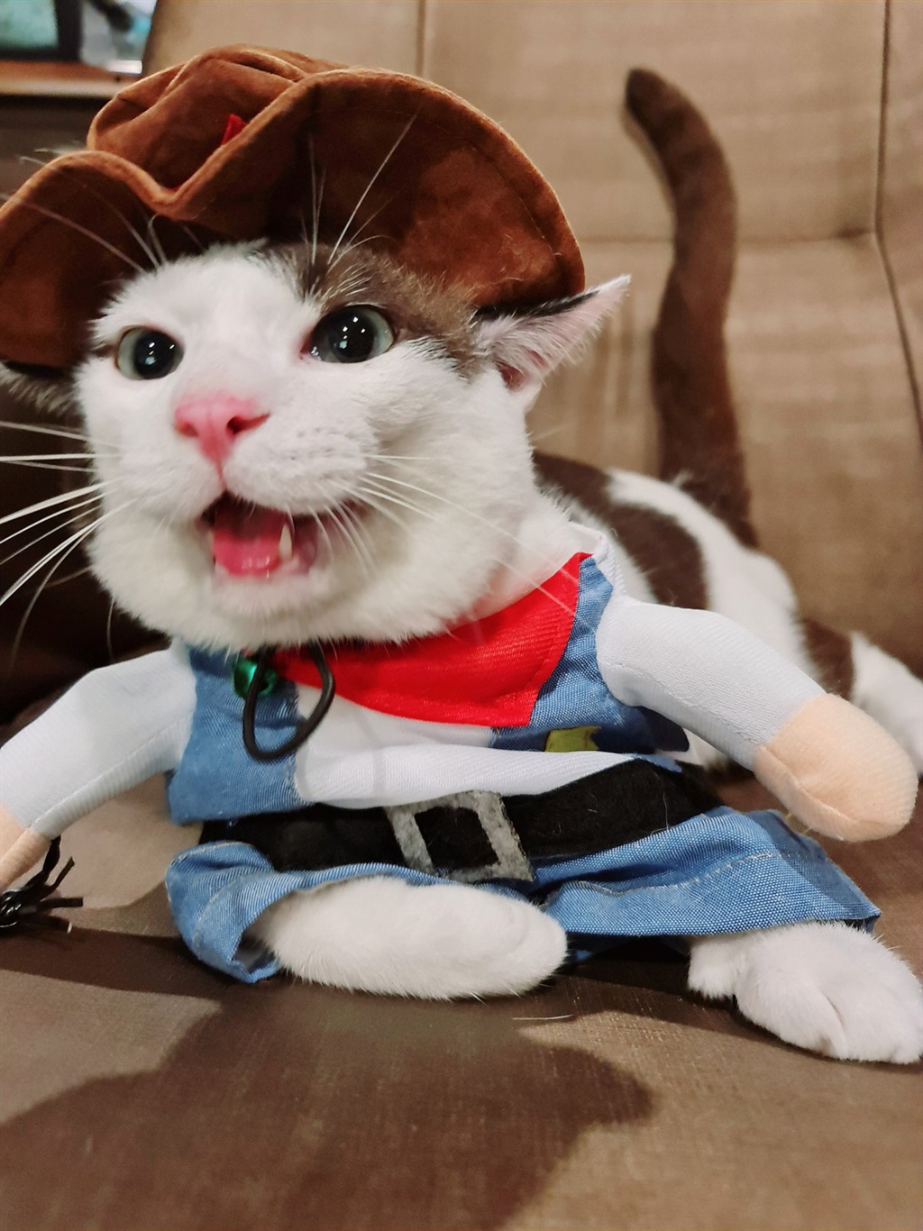 Help! ’n Luislang het my kat opgevreet | Netwerk24