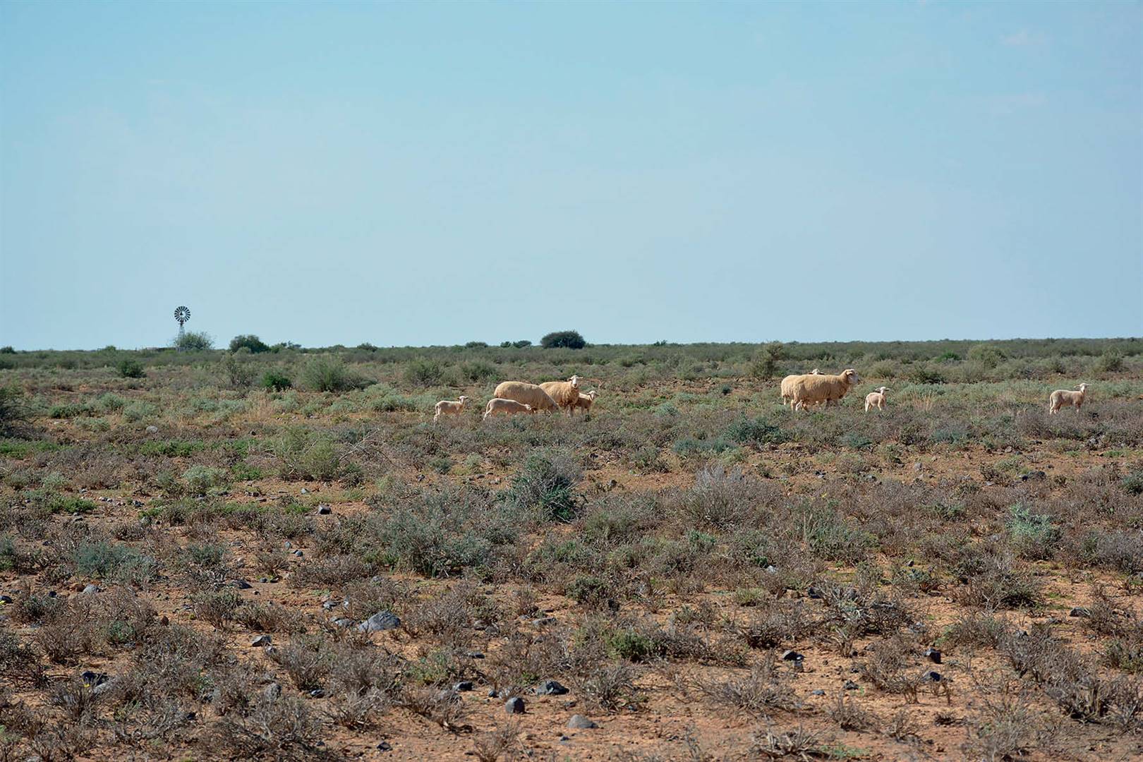 Veldbestuur: Bewei Karooveld met oorleg en laat dit rus | Landbou