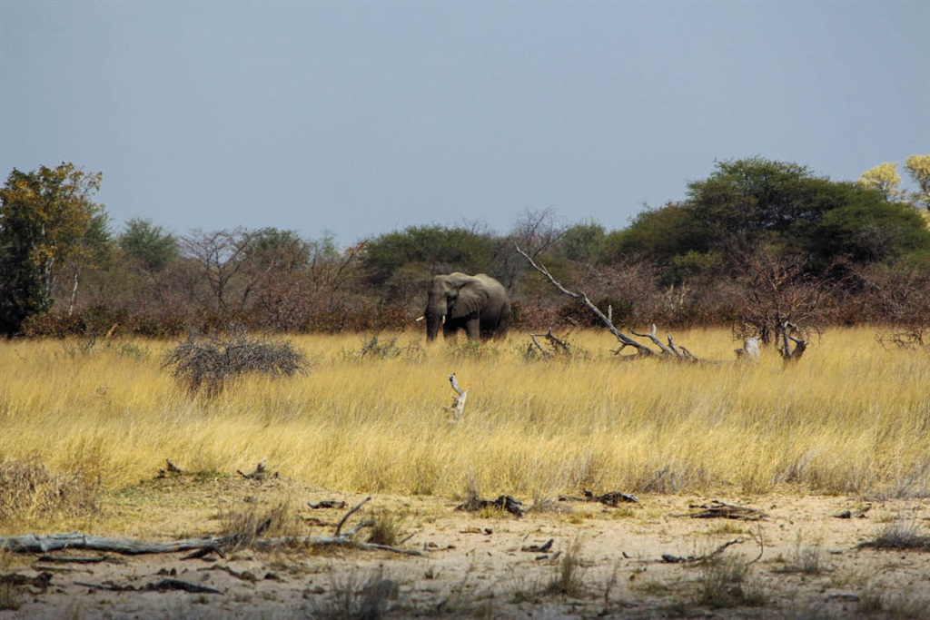 Take a tour through game-rich northern Botswana! | News24