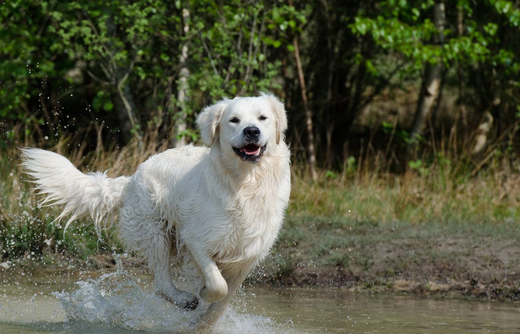 Honde vertrek te gou na ‘daardie plek’ | Netwerk24