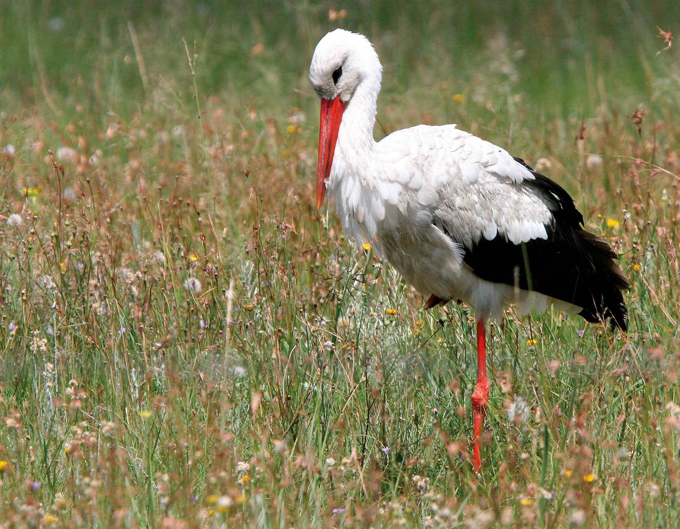 Witooievaar verdien bewondering | Landbou