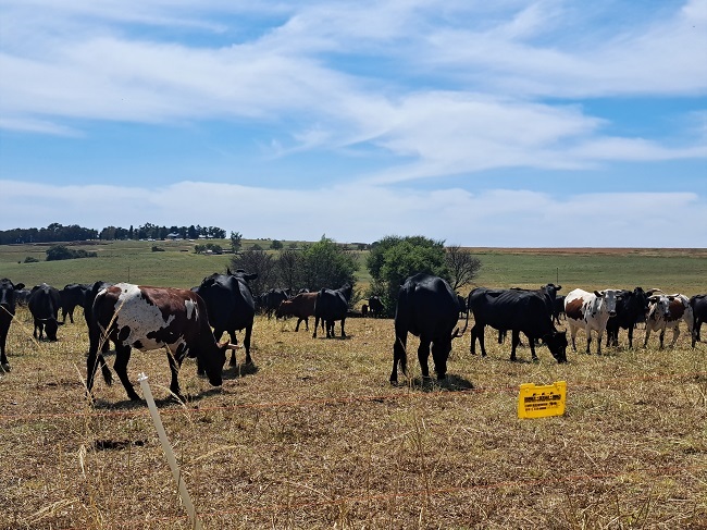 Vee en weiding: Rooi ligte flikker vir ‘doodmaakmaande’ | Landbou