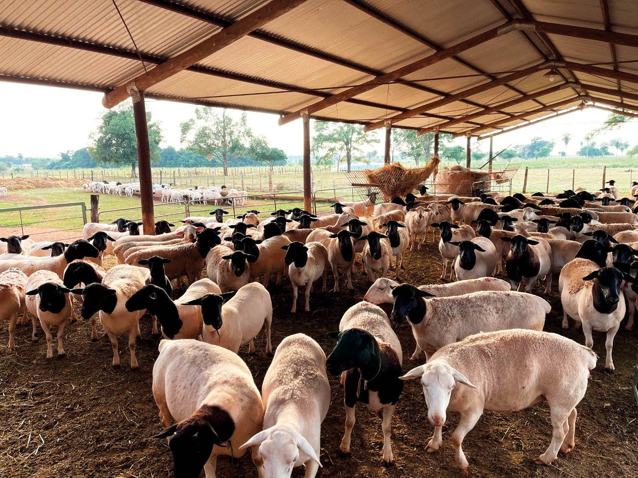 Maravillosa! Vrystater boer vooruit in Paraguay | Landbou