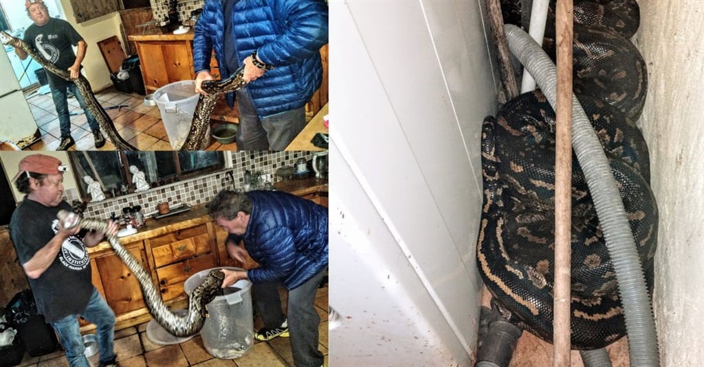 Help! Daar’s ’n 5 m lange luislang in my huis: Dié keer vang dit nie ...