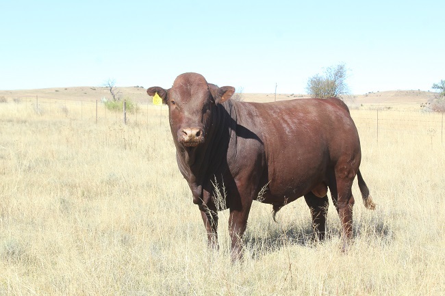 Bonsmara-bulpryse styg 119% in tien jaar | Landbou