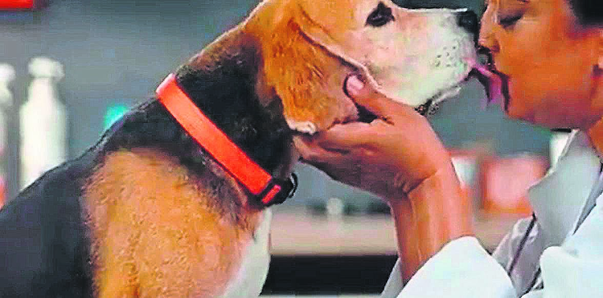Nee wat, herrie oor hond wat veearts lek is heel onnodig | Netwerk24