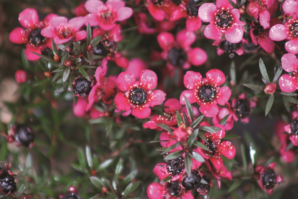 TUINE | Toor in jou tuin met immergroen plante | Netwerk24