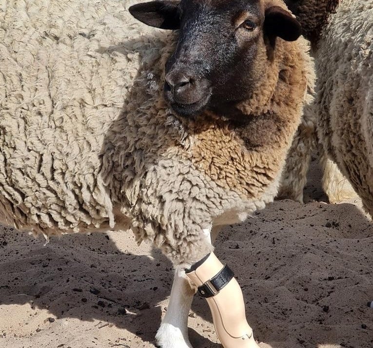 WATCH | Sheep puts best trotter forward with prosthetic leg | News24