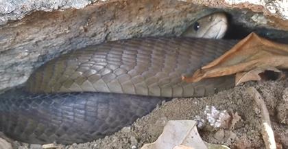 WATCH | 'I’ve got ants in my ears!' KZN snake rescuer fights off ant ...