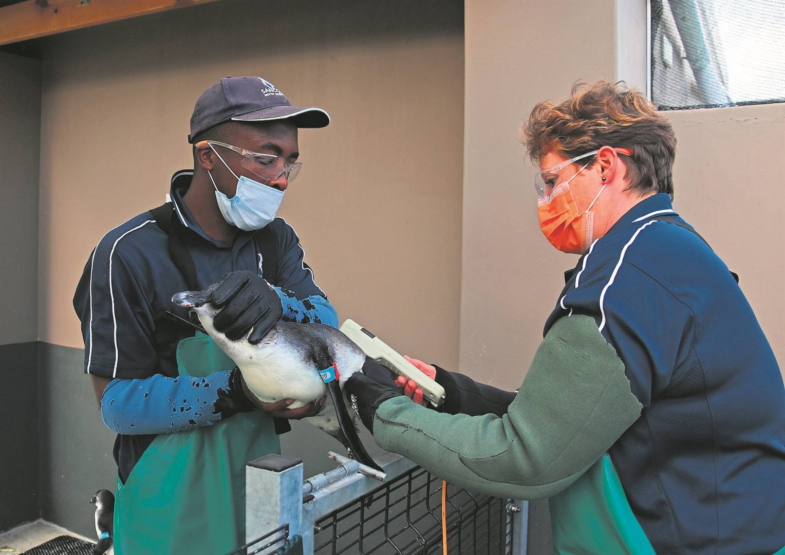 Foundation supports SANCCOB penguin rescue project | News24