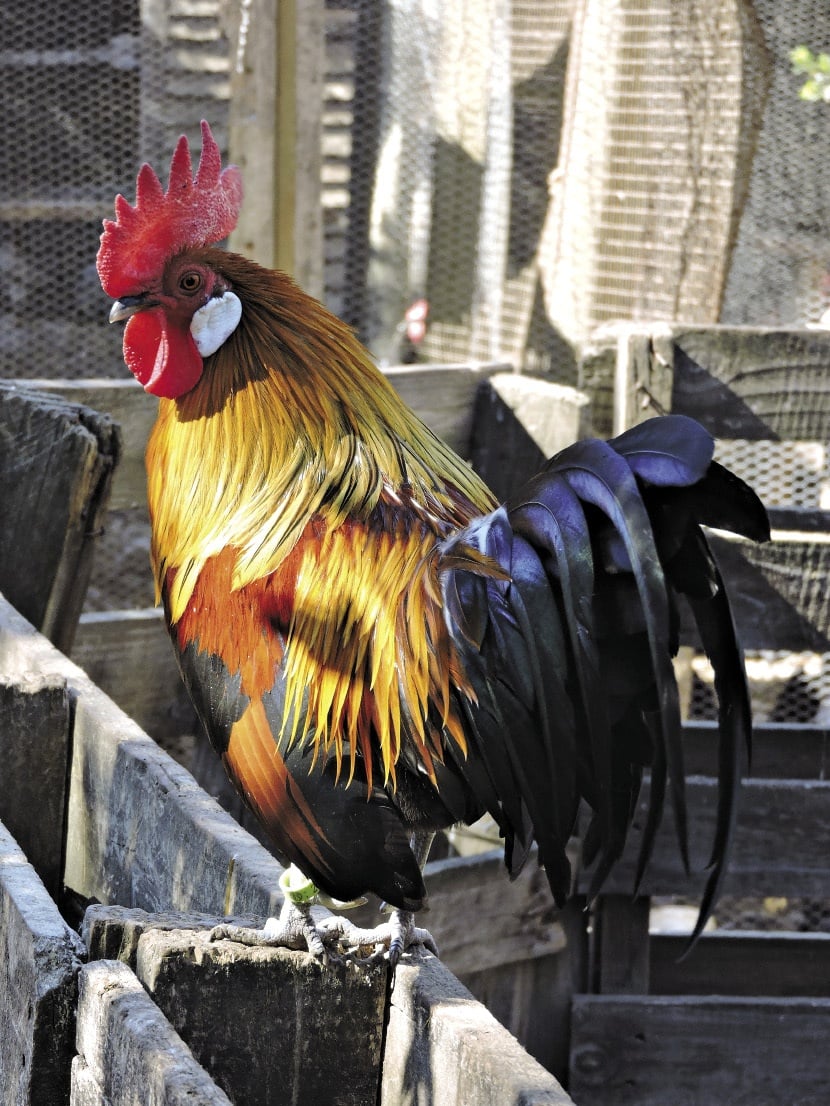 Pluimvee: Van stokperdjie tot winsgewende boerdery | Landbou
