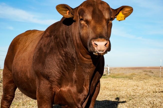 Top-Angusse onder hamer op Pioniers Angus-veiling | Landbou