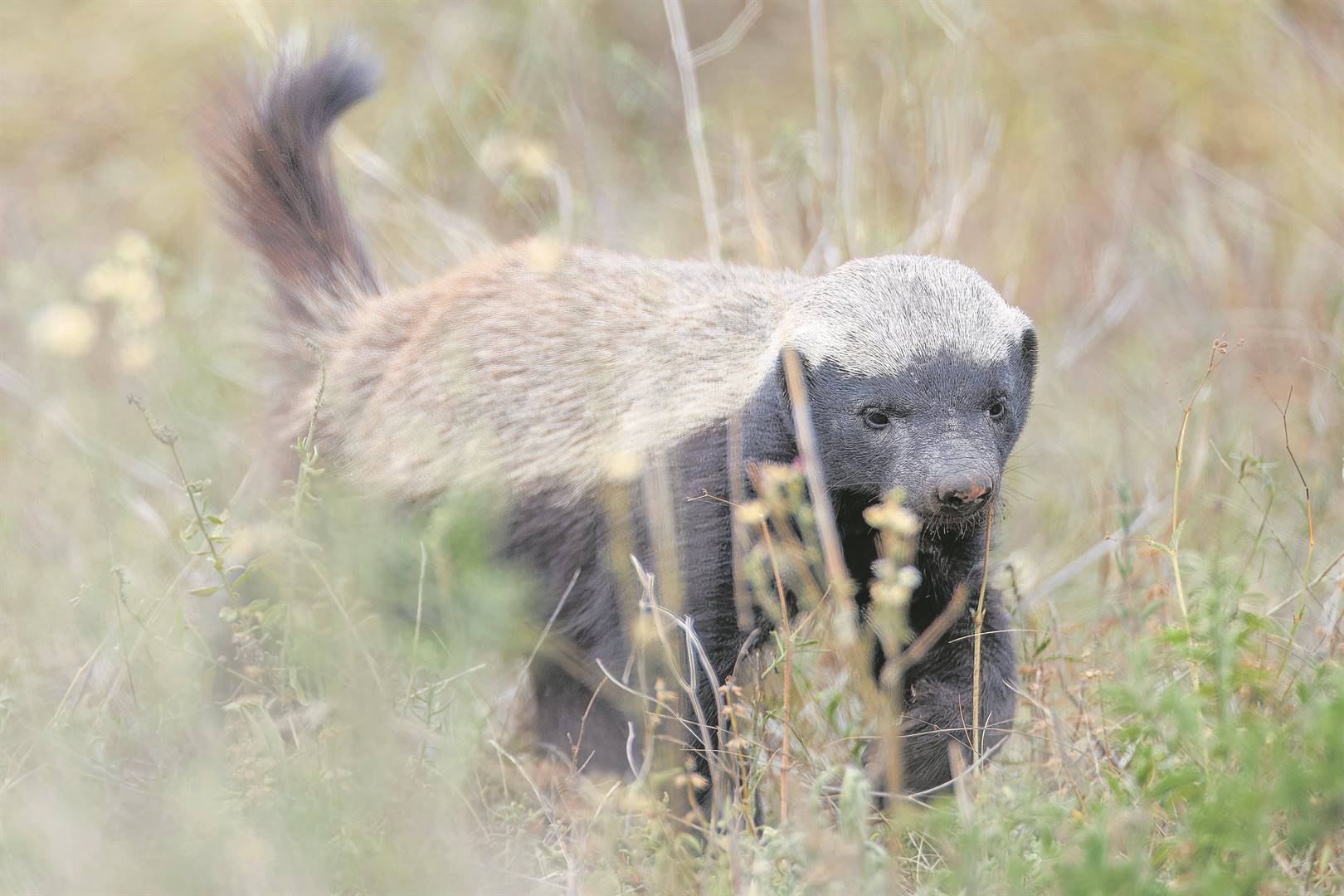 Rare sighting of honey badger near University of Cape Town in ...