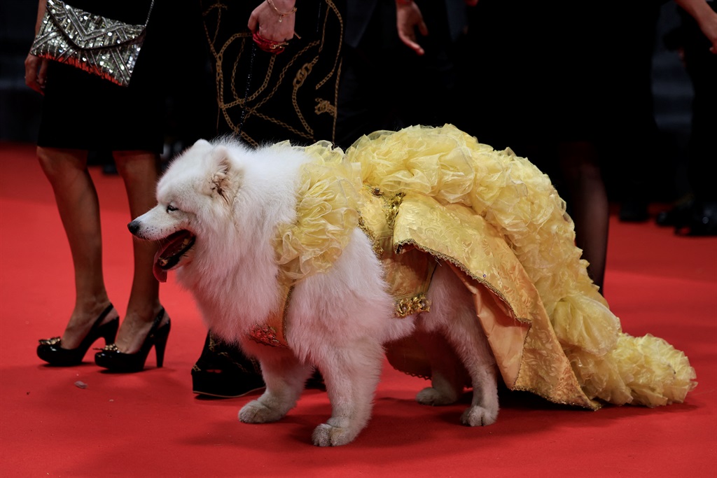 From canine couture to red carpet rewinds: 7 iconic fashion moments at ...