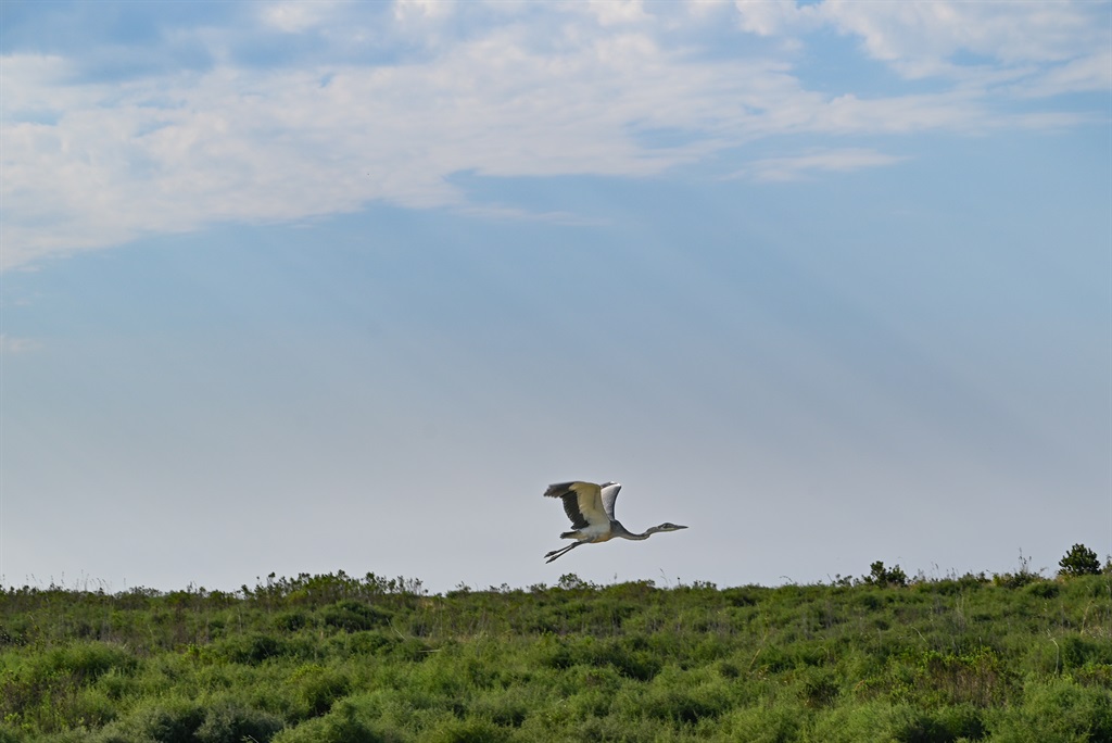 GweGwe Beach Lodge: Indulge your wild side | News24