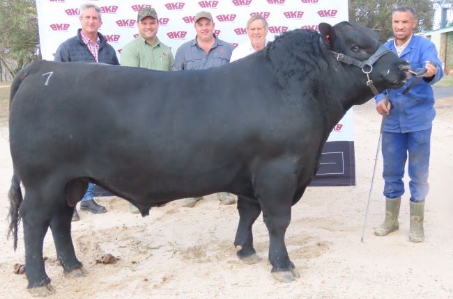 Goeie gemiddelde vir Angus Pioniers | Landbou