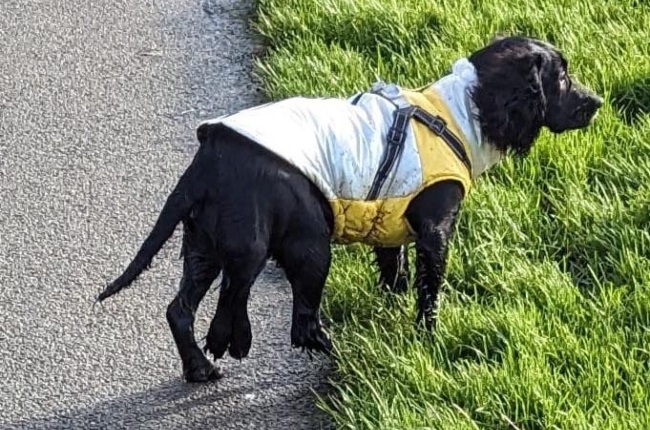 Life’s a beach for adorable Ariel, the six-legged dog who’s found her ...