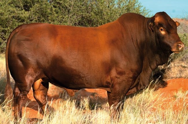 Bonsmara-veiling ‘een vir die boeke’: Bulgemiddelde meer as R200 000 ...
