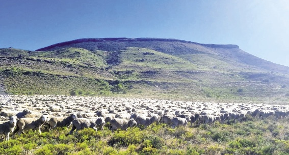 ‘Gratis plaas’ en groter wins met kudde-effek | Landbou